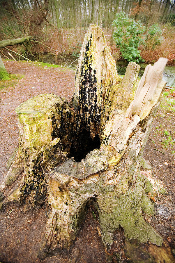 Hollow Tree Trunk by Science Photo Library