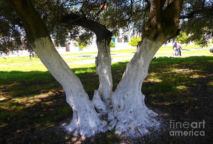 Holy Trinity Olive Photograph by Ilan Ronn - Fine Art America