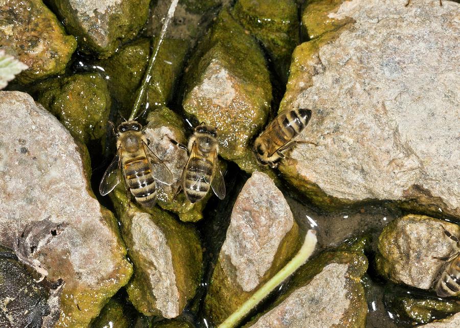 Honey Bees Drinking Photograph by Bob Gibbons - Fine Art America