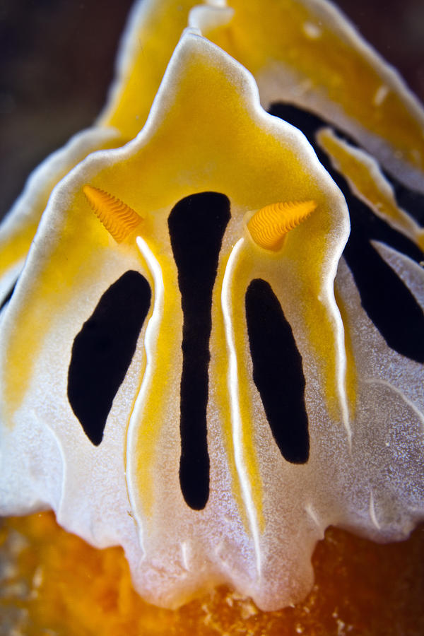 Horns Photograph by David Wachenfeld - Fine Art America