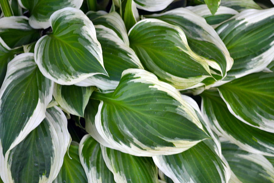 Hosta 2 Photograph by Ginger Lee - Fine Art America