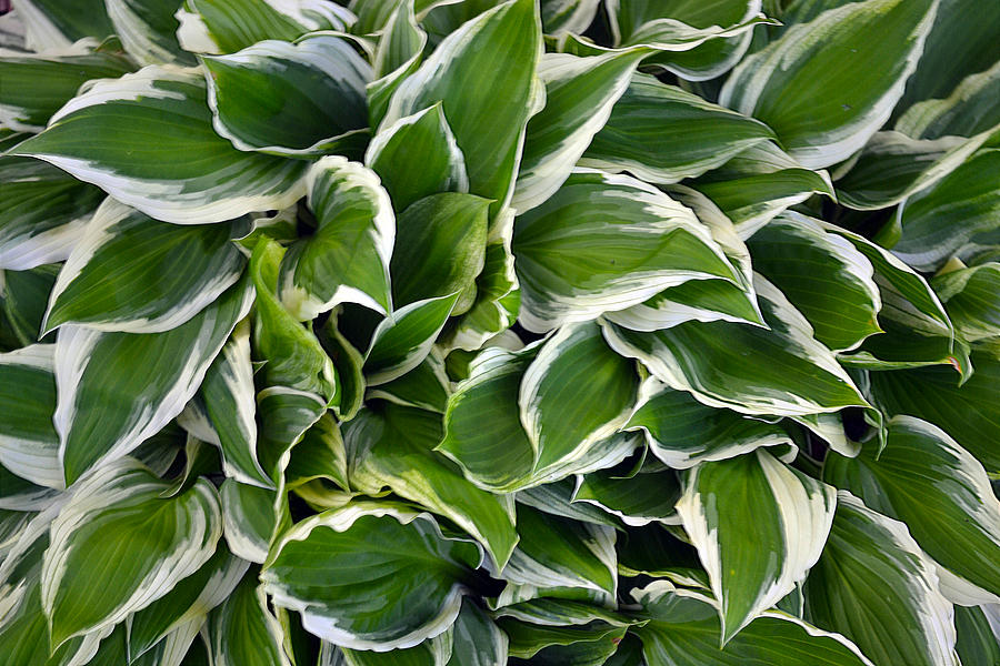 Hosta 3 Photograph by Ginger Lee - Fine Art America