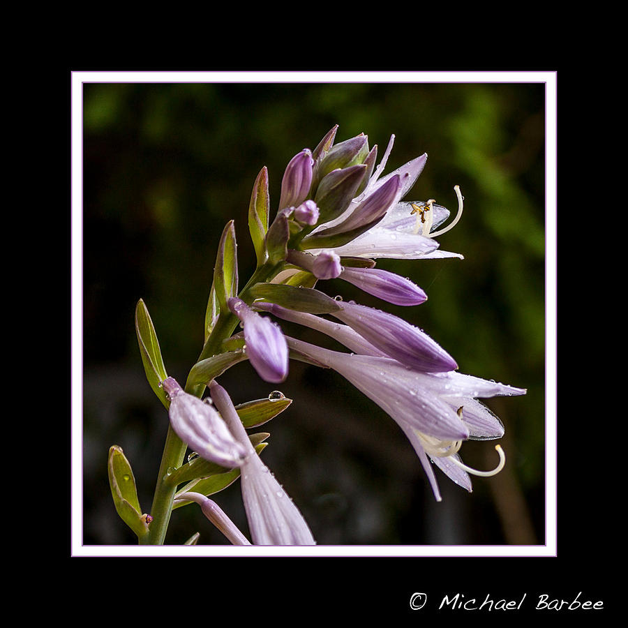 Hosta Photograph by Michael Barbee - Fine Art America