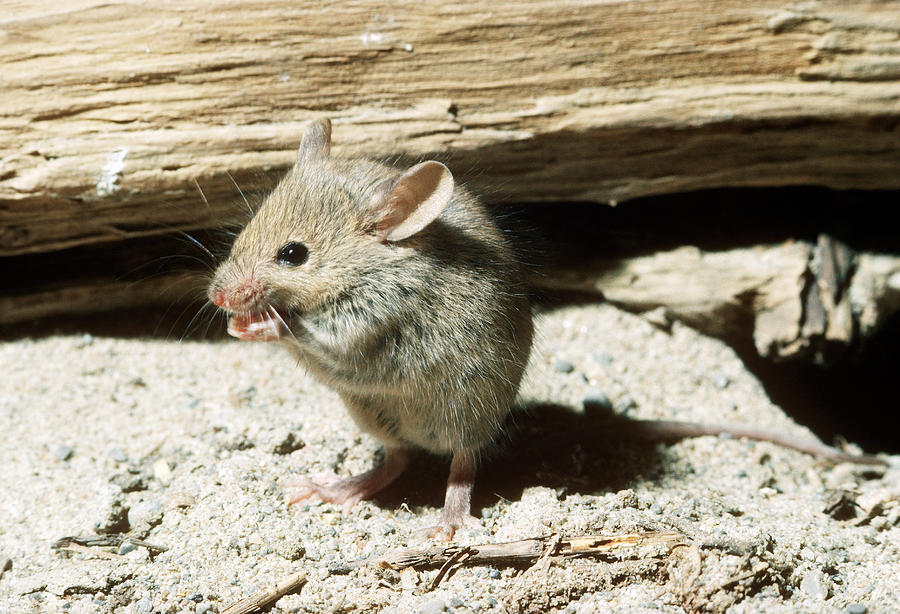 House Mouse Photograph by John Mitchell - Fine Art America