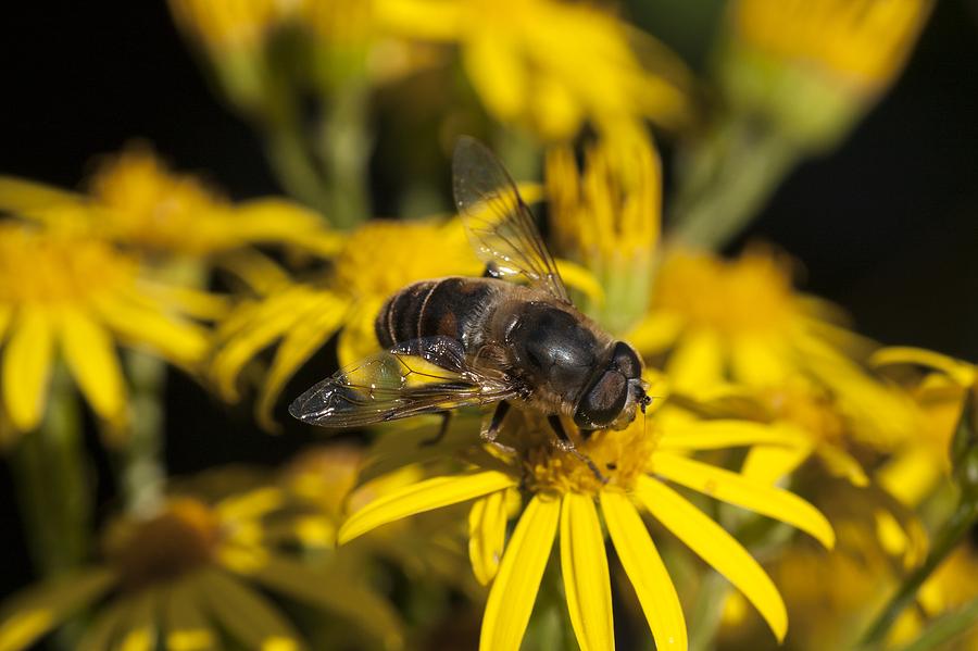 Hover Bee Photograph by Richard Thomas - Pixels