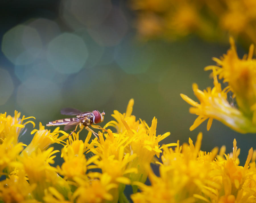 Hoverfly Profile Photograph by David Lamb - Fine Art America