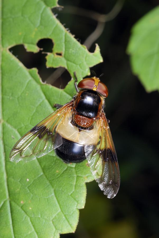 Hoverfly Photograph by Science Photo Library - Fine Art America