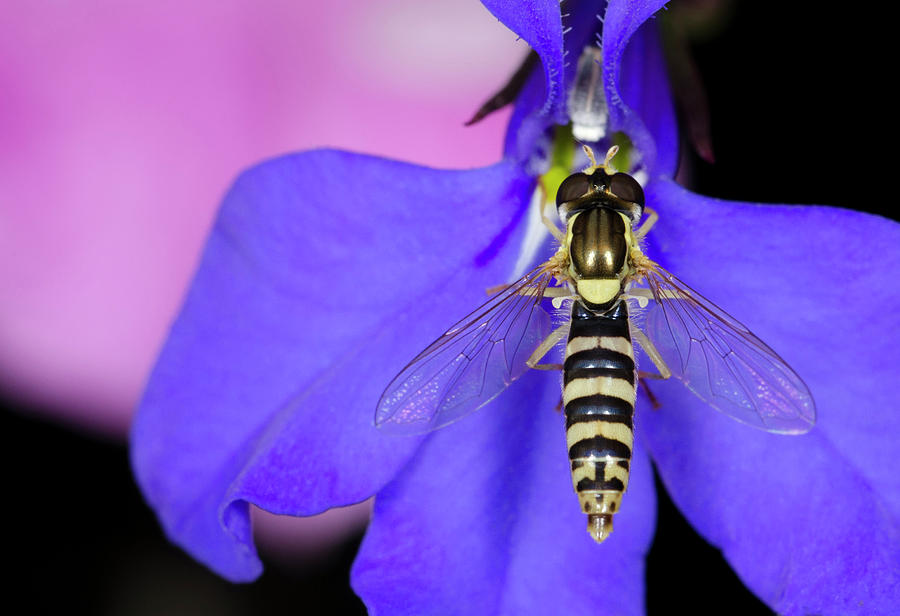 Hoverfly Sphaerophoria Scripta by Science Photo Library