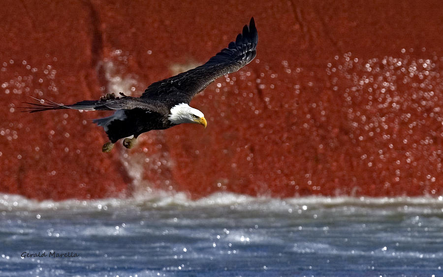 Hovering Bald Eagle Photograph by Gerald Marella - Pixels