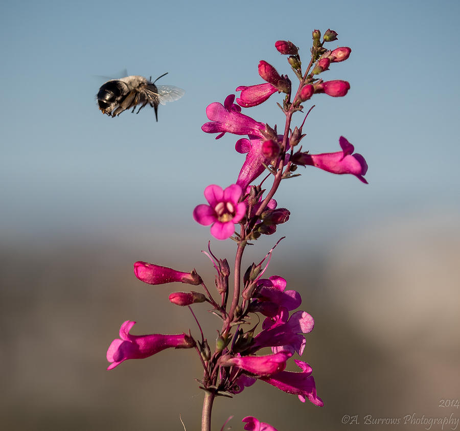 Hovering Bee Photograph by Aaron Burrows - Fine Art America