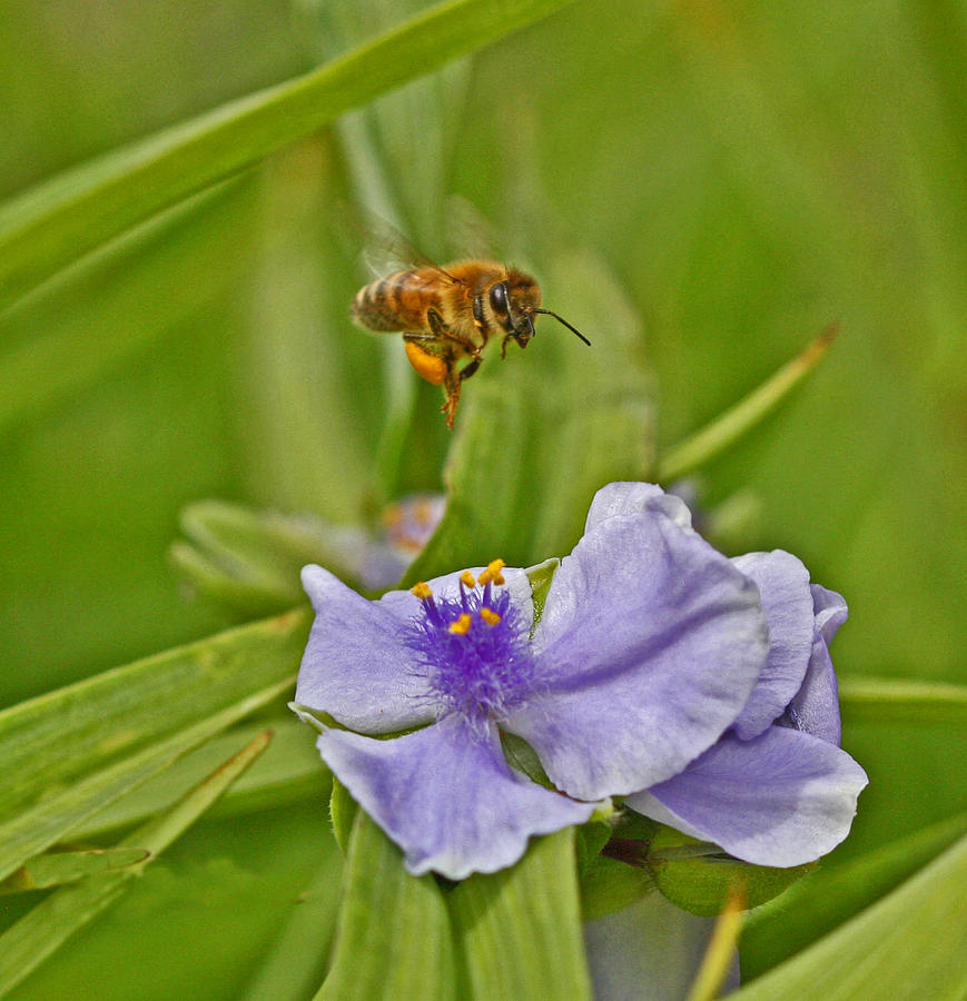Hovering Photograph by Gary Wing - Fine Art America