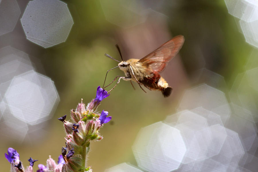 Hovering Pollination Photograph by Dreamland Media - Fine Art America