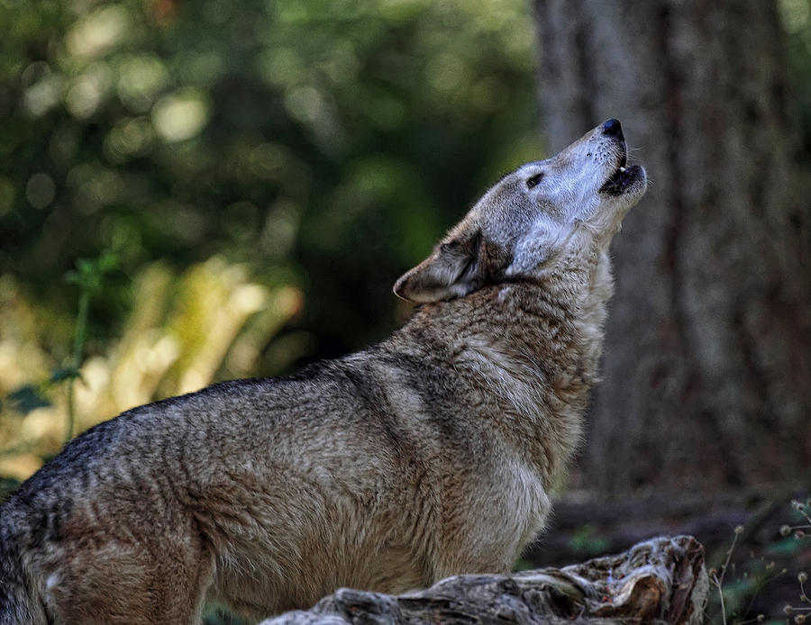 Howling Photograph by Ray Morris - Pixels