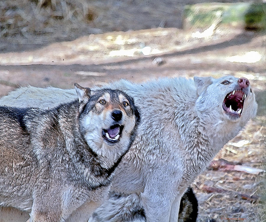 Howling Wolves Photograph by Constantine Gregory - Fine Art America