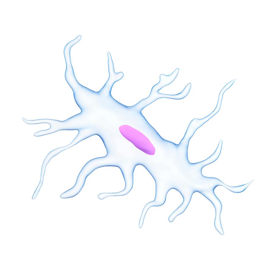 Human Bone Cell Photograph by Sebastian Kaulitzki/science Photo Library ...