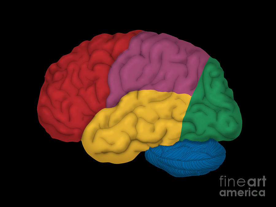 Human Brain, Lateral View Photograph by Monica Schroeder / Science ...