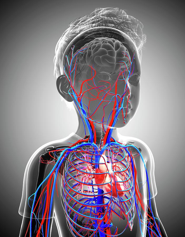 Human Cardiovascular System Photograph by Pixologicstudio - Pixels