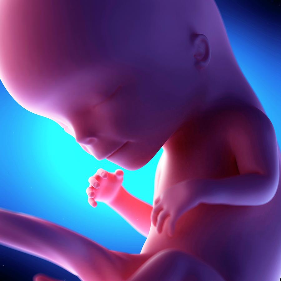 Human Fetus At Week 12 Of Gestation Photograph By Sebastian Kaulitzki