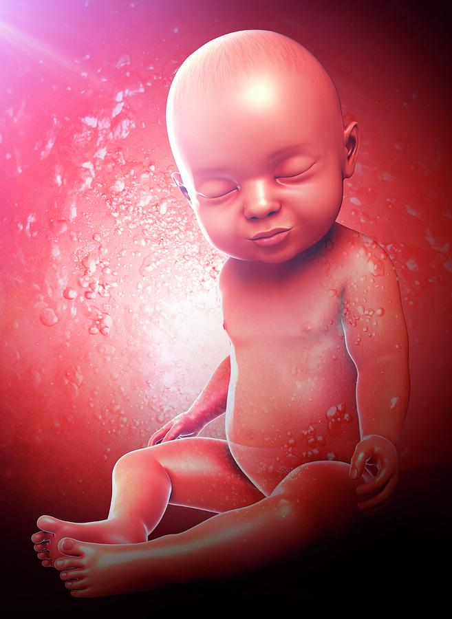 Human Foetus Photograph by Pixologicstudio/science Photo Library - Fine ...