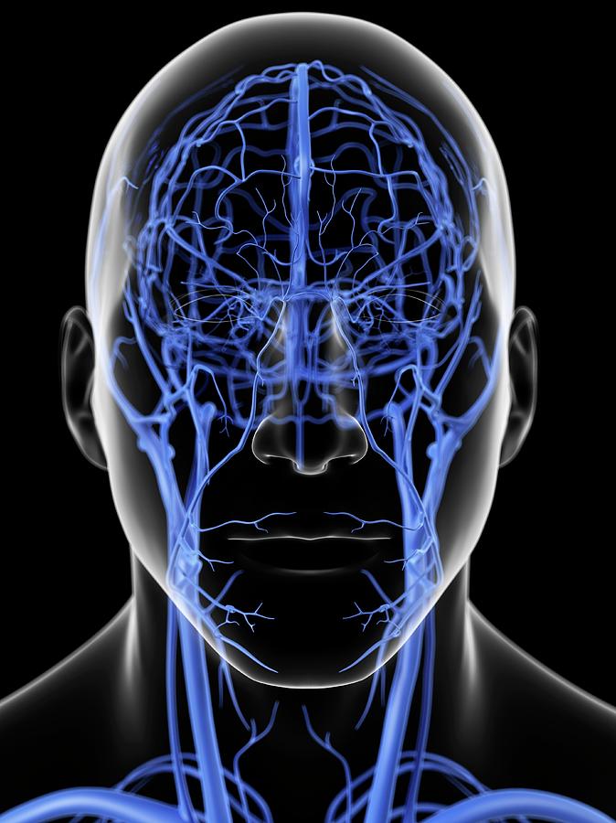 Human Head Veins by Science Photo Library