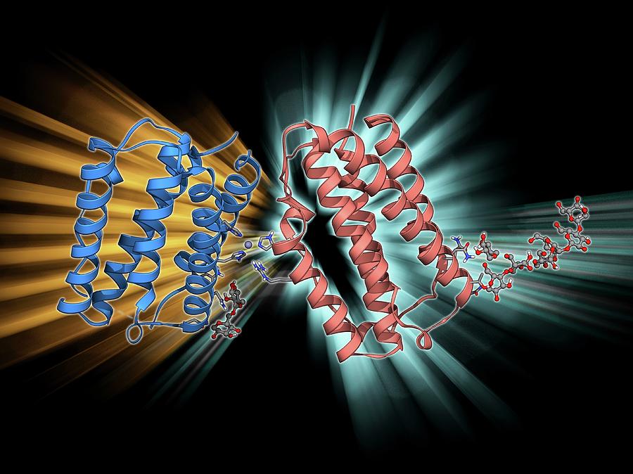 Human Interferon Beta Molecule by Science Photo Library