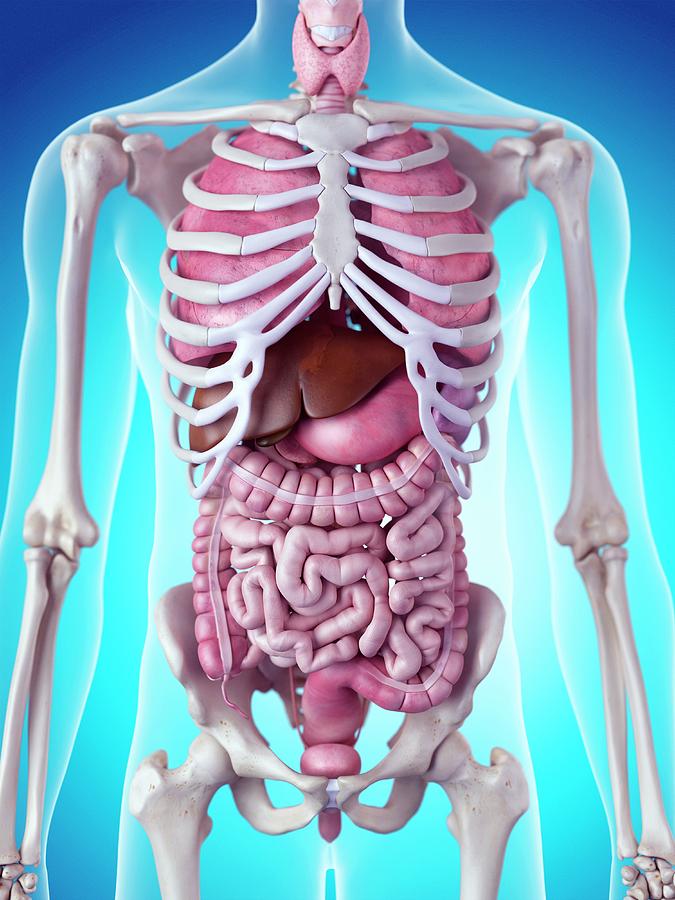 Human Internal Organs by Science Photo Library