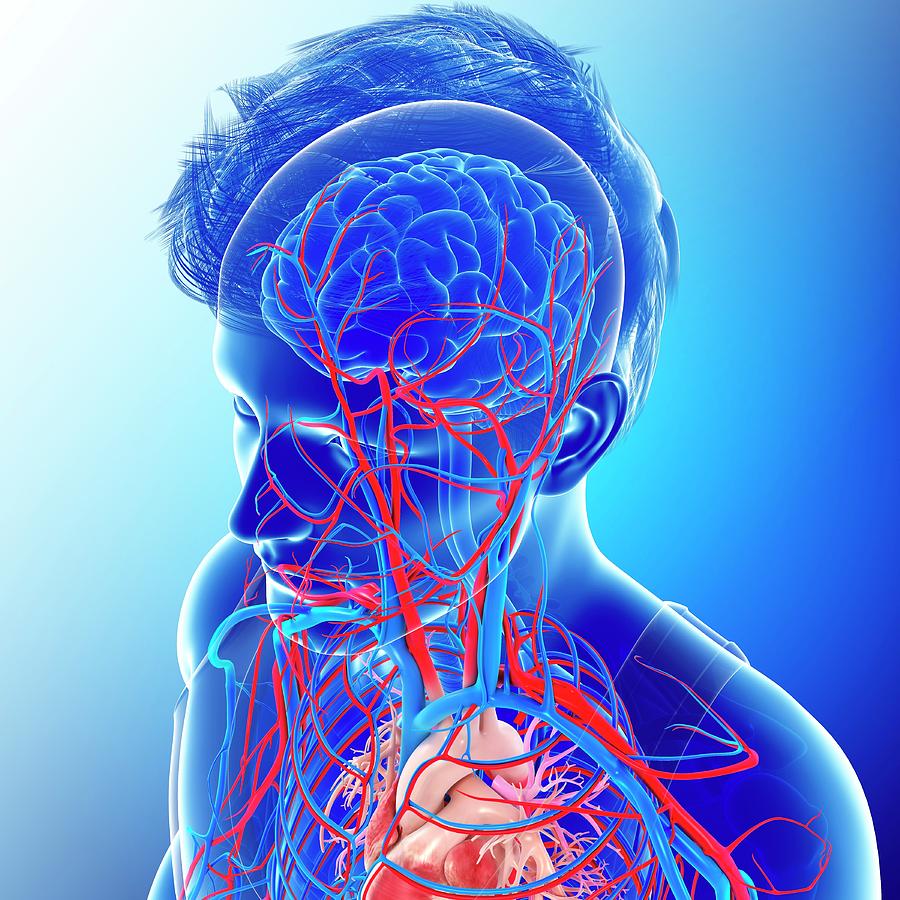 Human Internal Systems Photograph by Pixologicstudio/science Photo ...