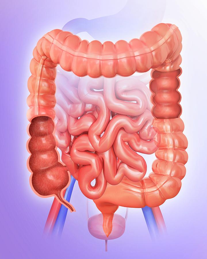 Human Intestines by Science Photo Library