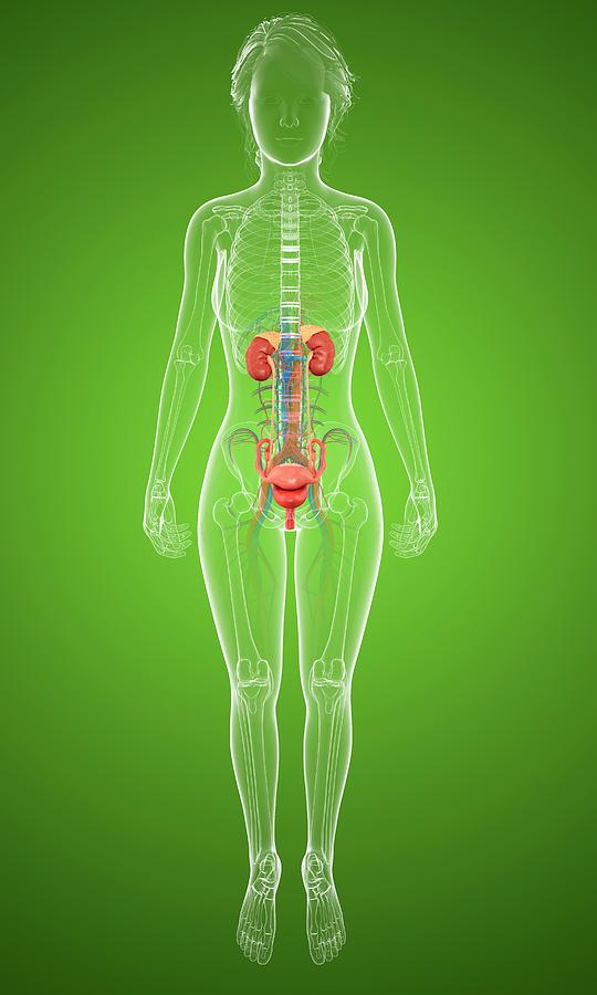 Human Kidneys And Bladder Photograph by Pixologicstudio - Fine Art America