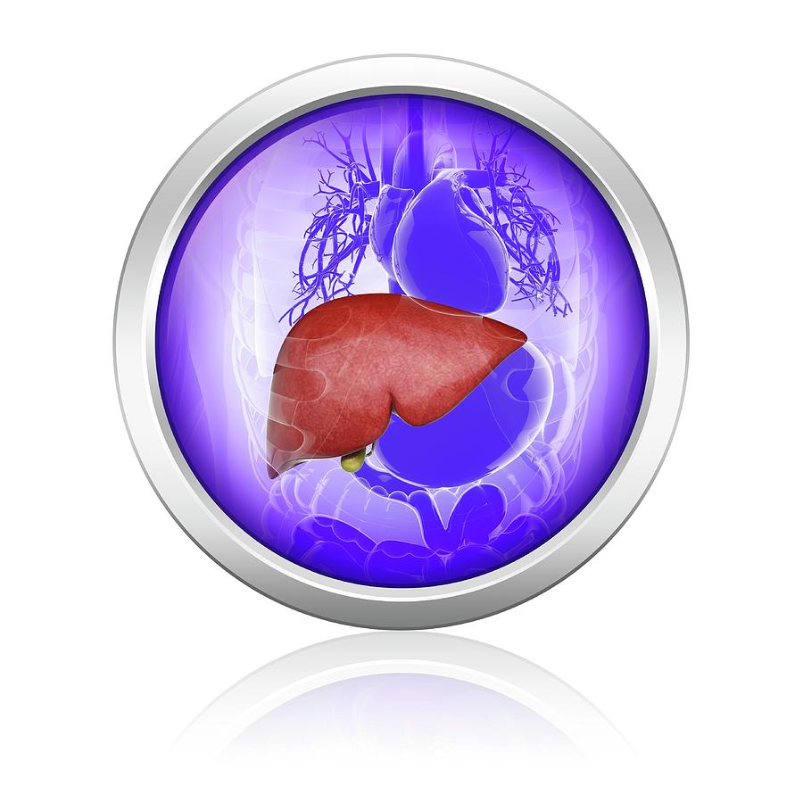 Human Liver And Gall Bladder Photograph by Pixologicstudio - Pixels