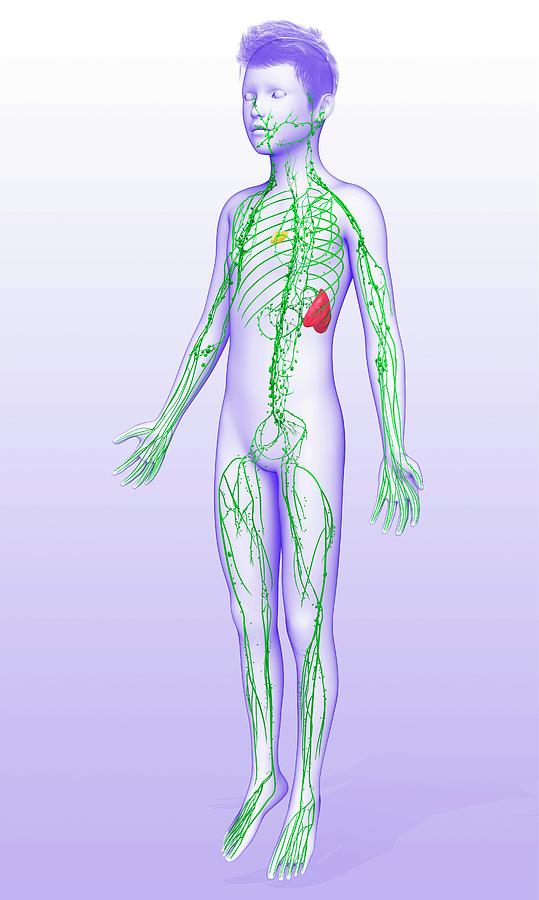 Human Lymphatic System by Science Photo Library