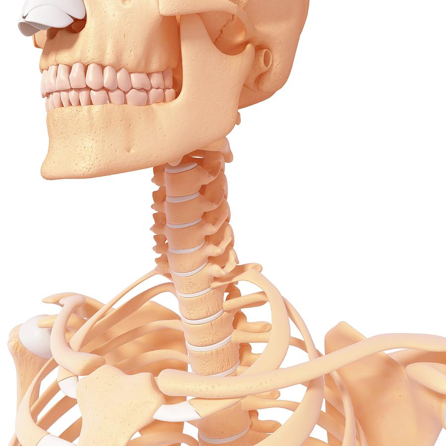 Human Neck Bones Photograph by Pixologicstudio - Fine Art America