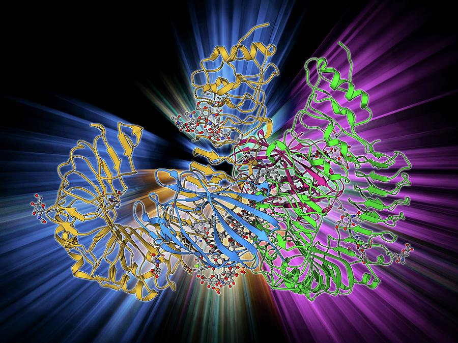 Human Pathogen Recognition Molecule by Science Photo Library