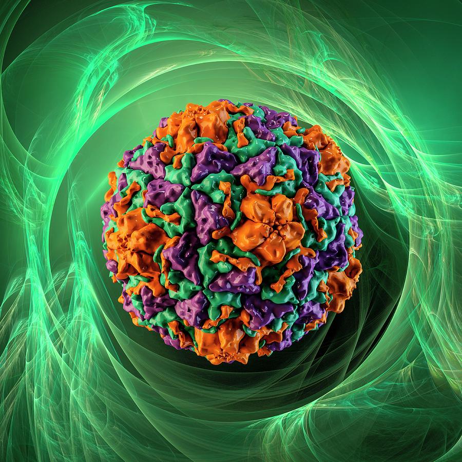 Human Rhinovirus 14 Capsid by Science Photo Library