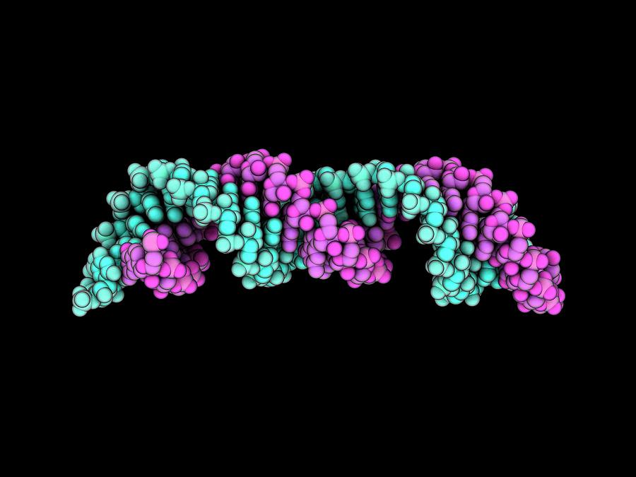 Human Signal Recognition Particle Rna Photograph By Laguna Design
