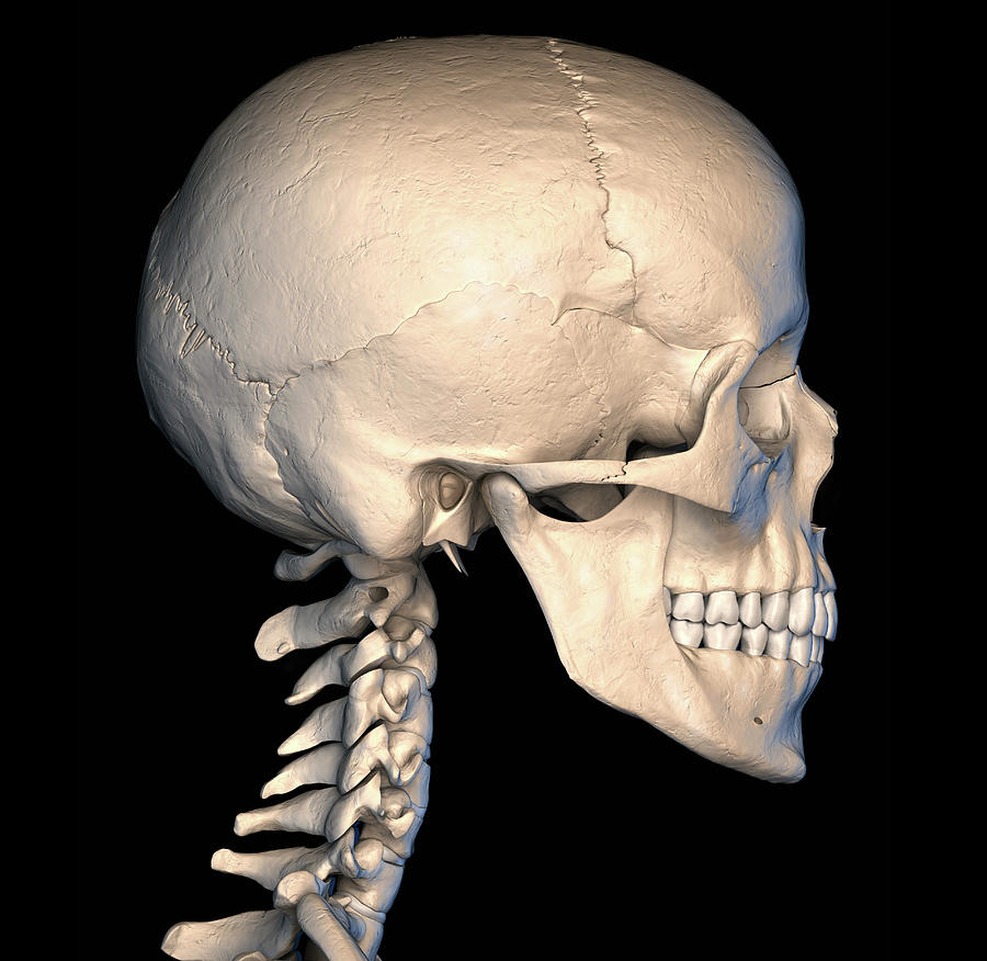 Human Skull Photograph by Leonello Calvetti - Fine Art America Human Skull Photograph by Leonello Calvetti - Fine Art America