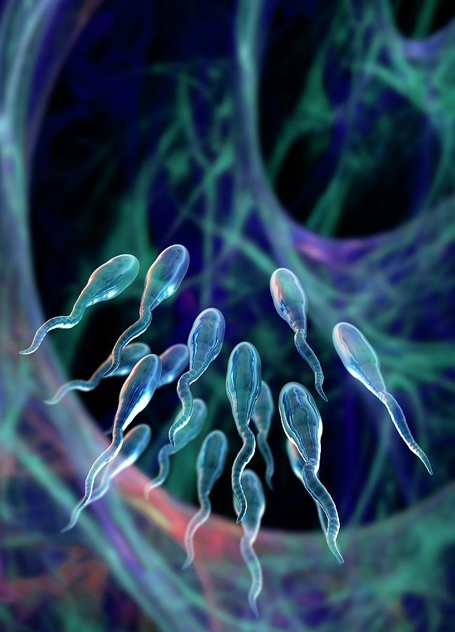 Human Sperm Photograph by Victor Habbick Visions | Fine Art America