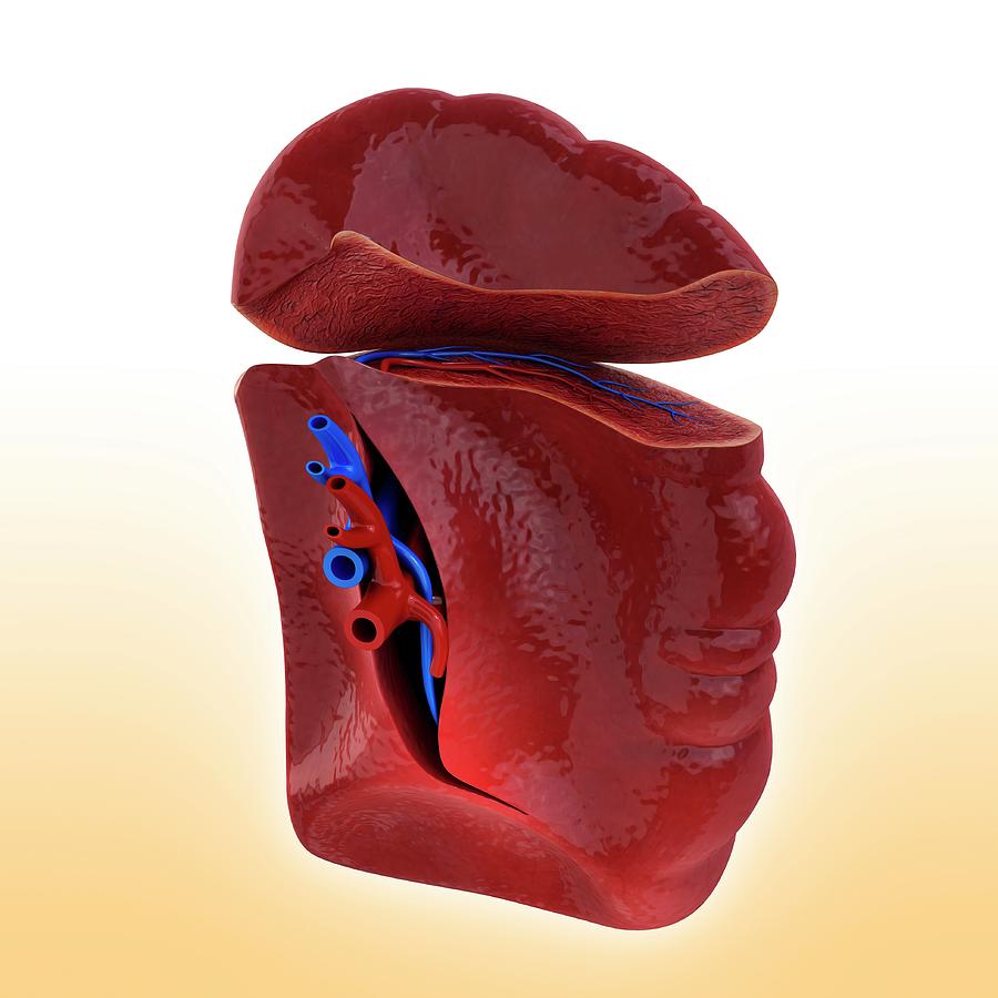 Human Spleen by Science Photo Library