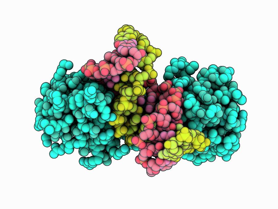 Human Tata Box-binding Protein Complex by Science Photo Library