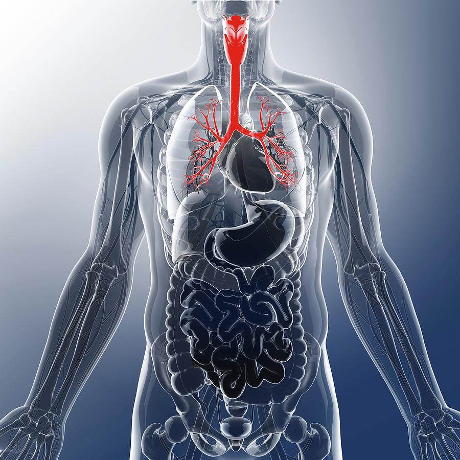 Human Throat Photograph by Pixologicstudio | Fine Art America