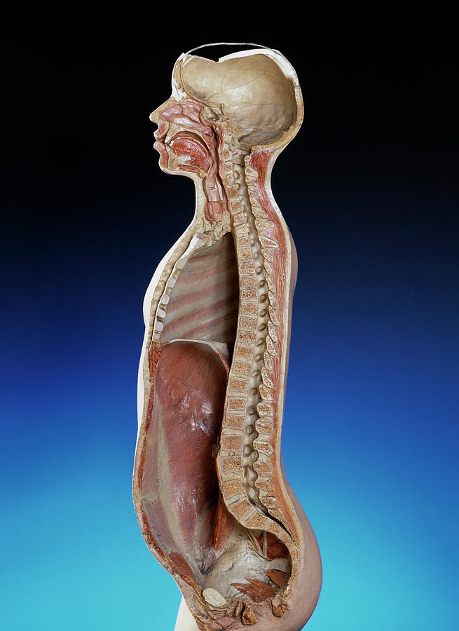Human Torso Model Photograph by Cc Studio/science Photo Library
