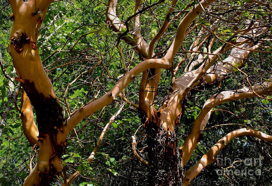 Human Tree Photograph by Tim Rice | Fine Art America