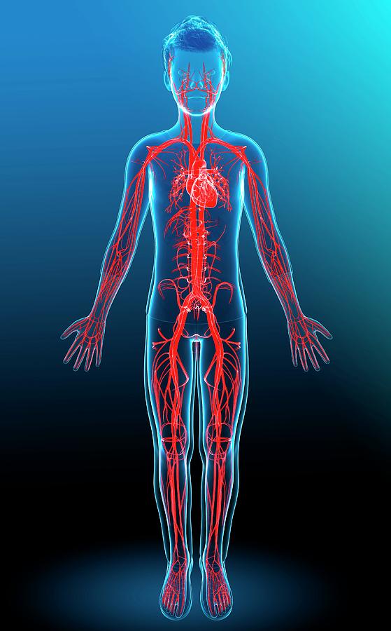 Human Vascular System by Pixologicstudio / Science Photo Library