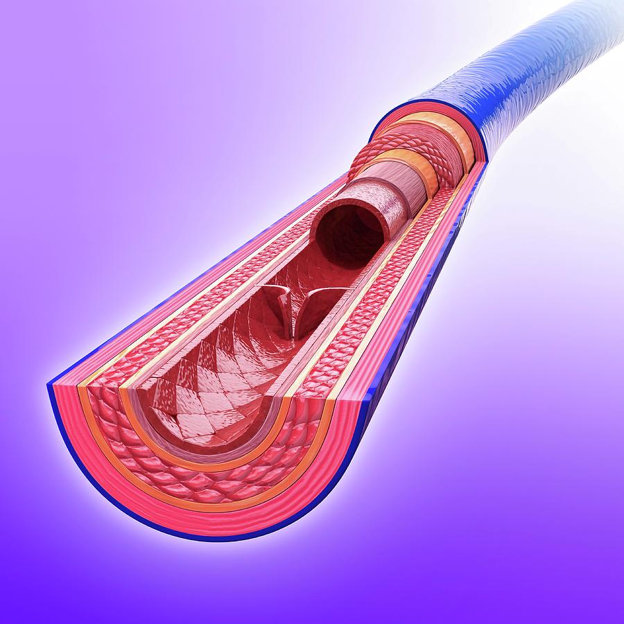 Human Vein by Science Photo Library