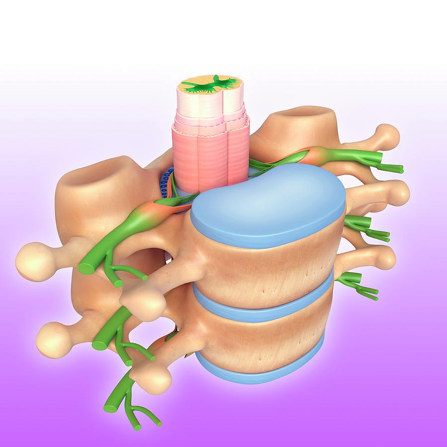 Human Vertebrae by Science Photo Library
