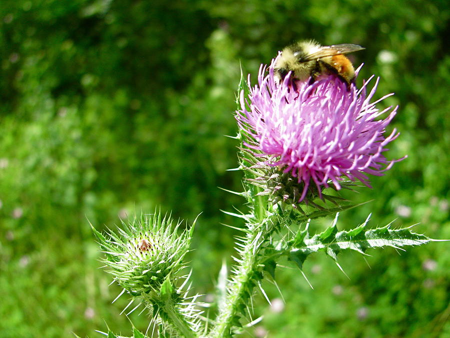 Humble Bee Photograph by Hannah Rose - Fine Art America