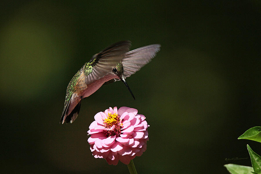 Hummer Candy Photograph by Harmonic Imagery | Fine Art America