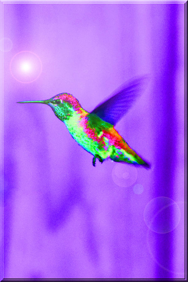 Hummingbird in Purple Photograph by Stoney Meagher - Fine Art America