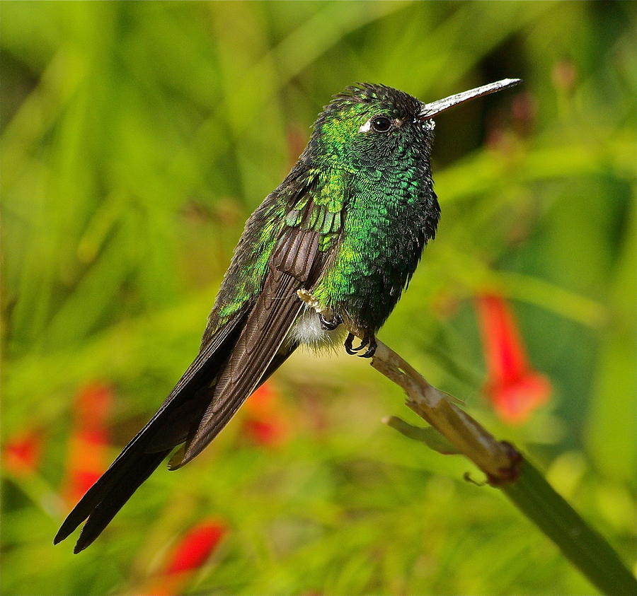 Hummingbird Pyrography by Richard Majeau - Fine Art America