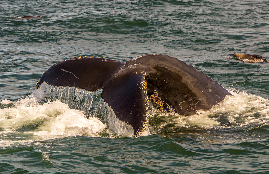 Humpback Tail Flukes and Barnacles Photograph by Randy Straka - Pixels